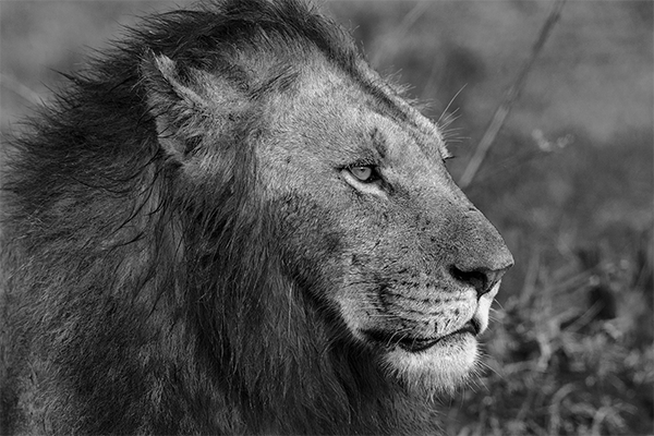 León perfil – Blacktree